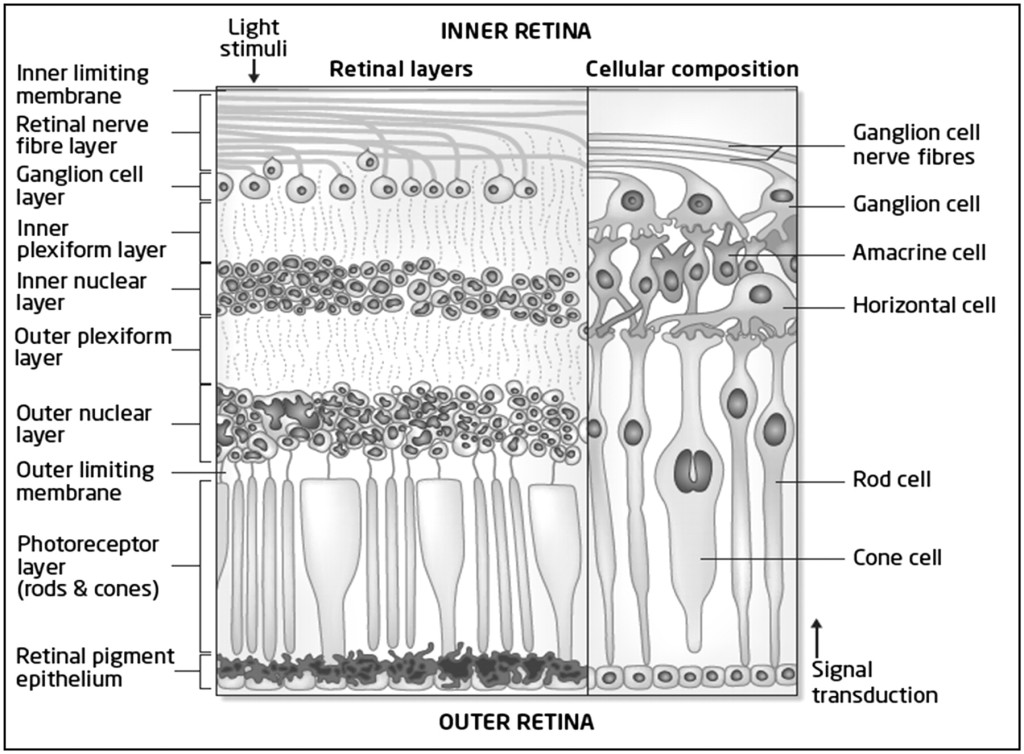 Back to Basics - The Retina - Sydney Ophthalmic Specialists
